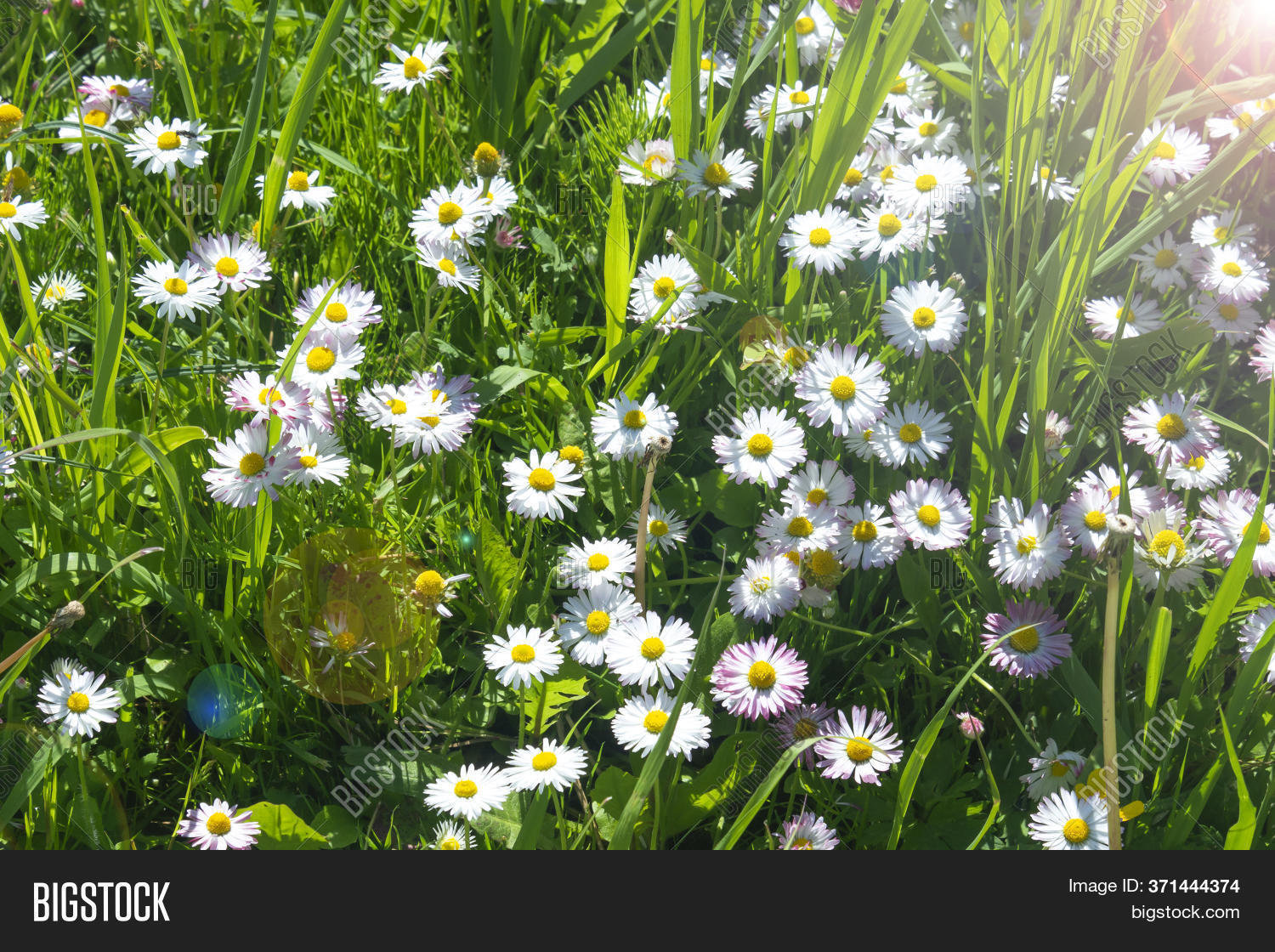 Bellis Annua, Annual Image & Photo (Free Trial) | Bigstock