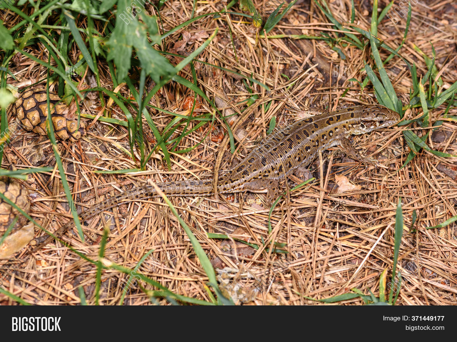 Small Lizard Hid Grass Image & Photo (Free Trial) | Bigstock
