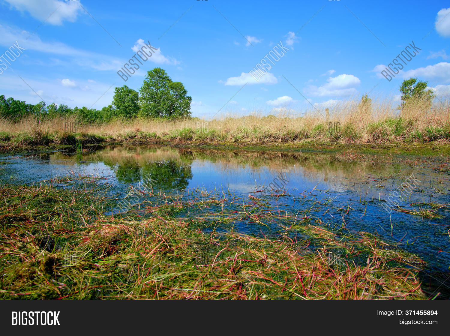 Fen Moor Heath Image & Photo (Free Trial) | Bigstock