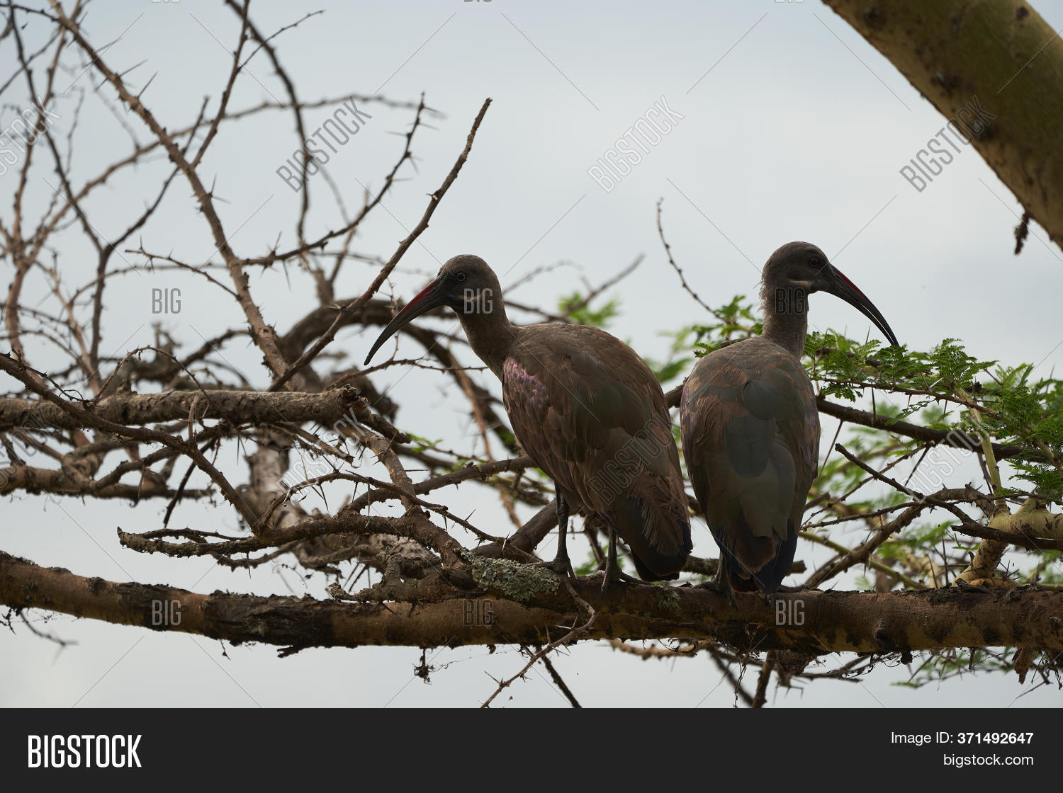 Hadeda Ibis Bostrychia Image & Photo (Free Trial) | Bigstock