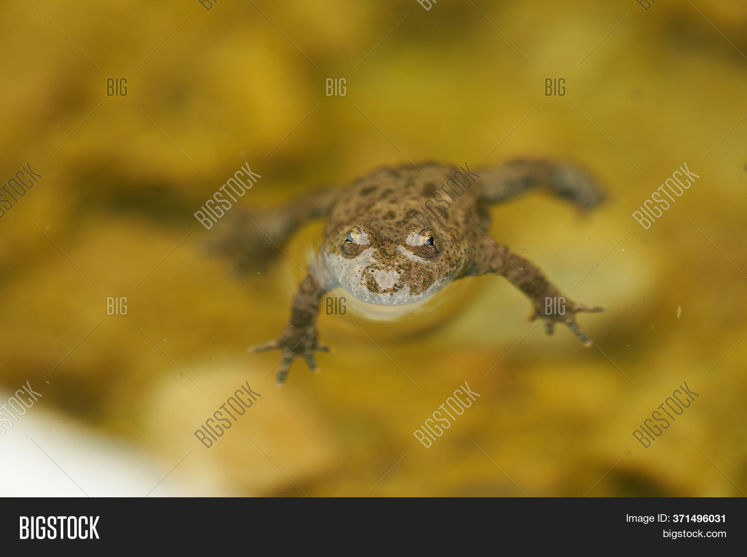 Yellow Bellied Toad Image & Photo (Free Trial) | Bigstock