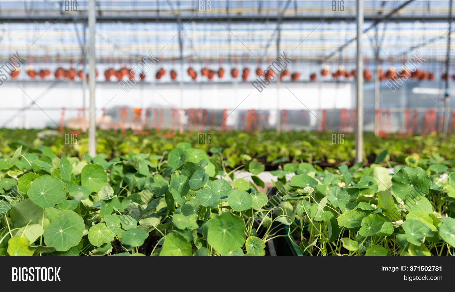 Young Flower Plants Image & Photo (Free Trial) | Bigstock