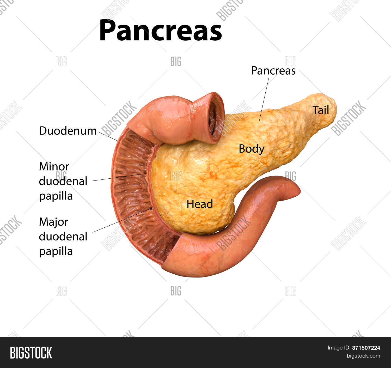 Pancreas, Human Image & Photo (Free Trial) | Bigstock