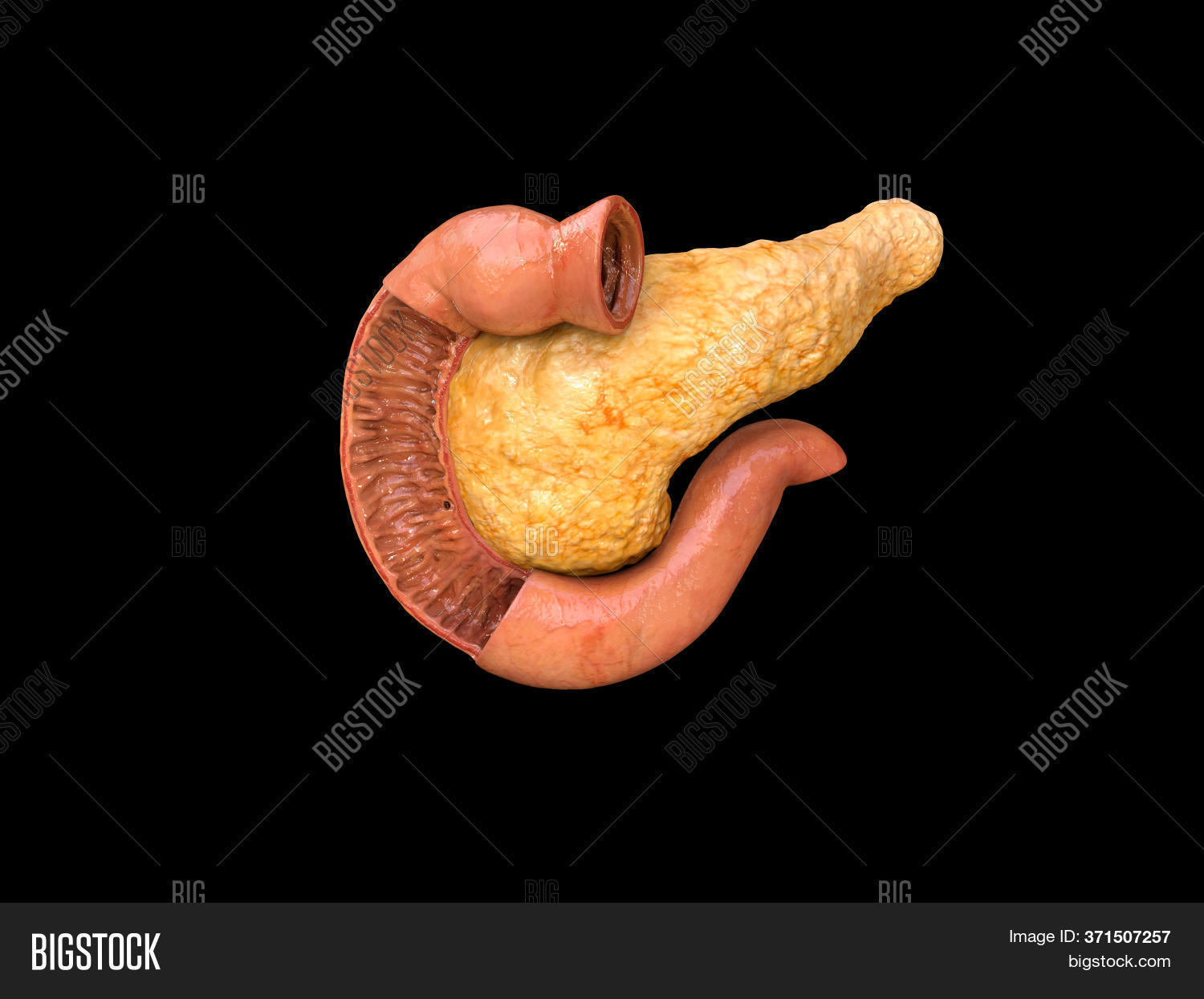 Pancreas, Human Image & Photo (Free Trial) | Bigstock