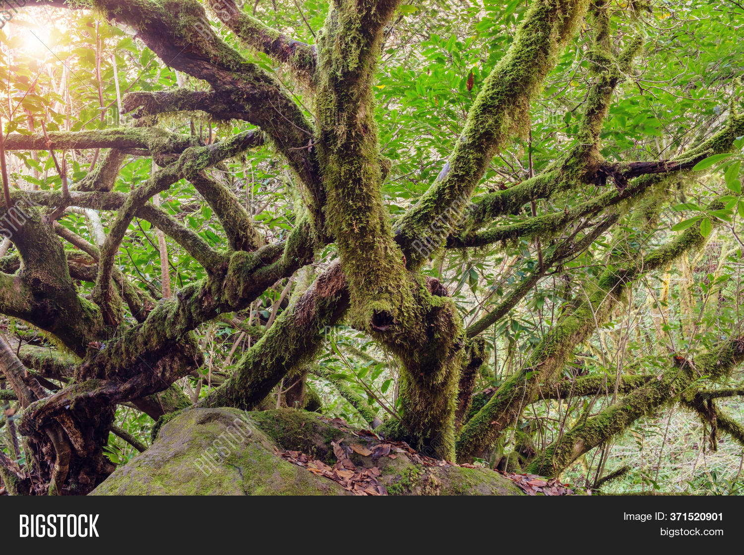 Old Tree Spread Out Image & Photo (Free Trial) | Bigstock