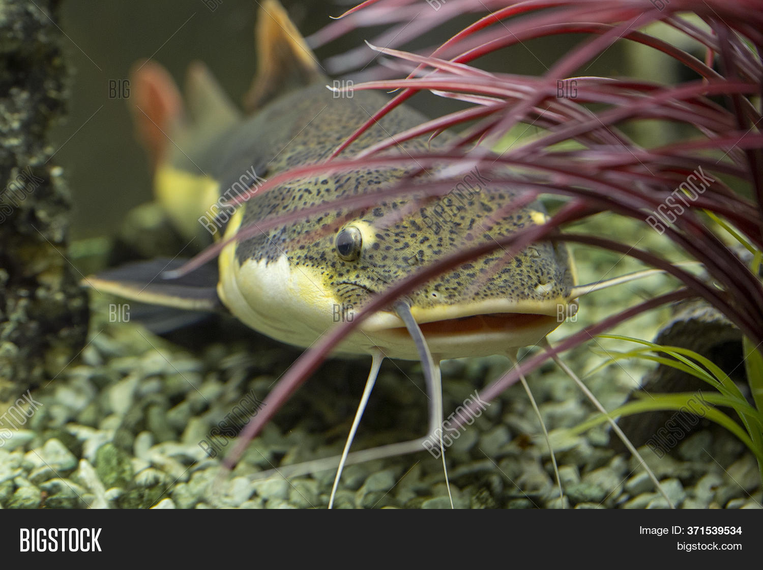 Catfish Swims Among Image & Photo (Free Trial) | Bigstock