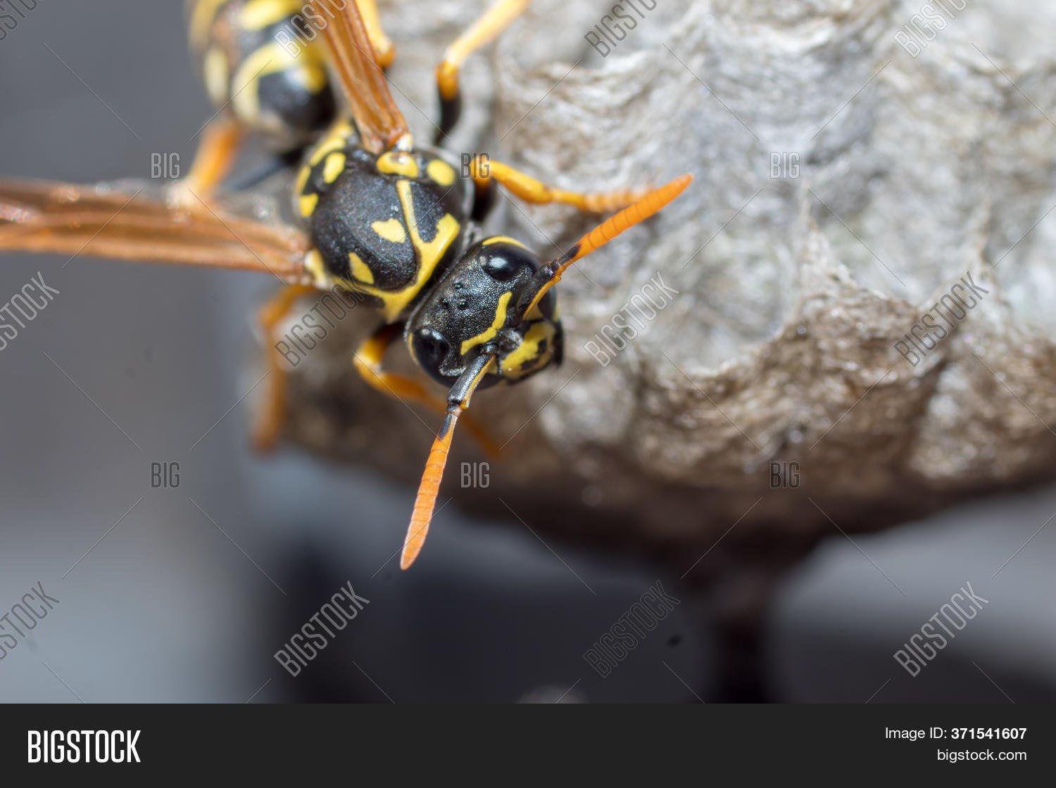 Young Paper Wasp Queen Image & Photo (Free Trial) | Bigstock