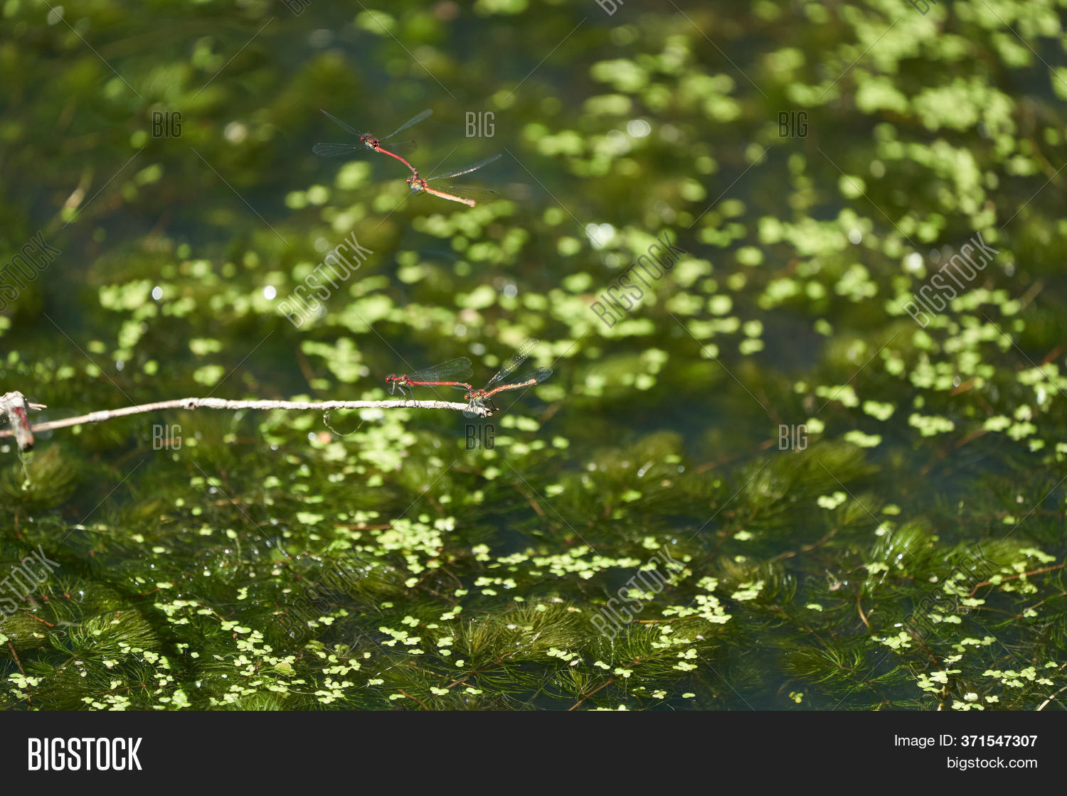 Large Red Damselfly Image & Photo (Free Trial) | Bigstock