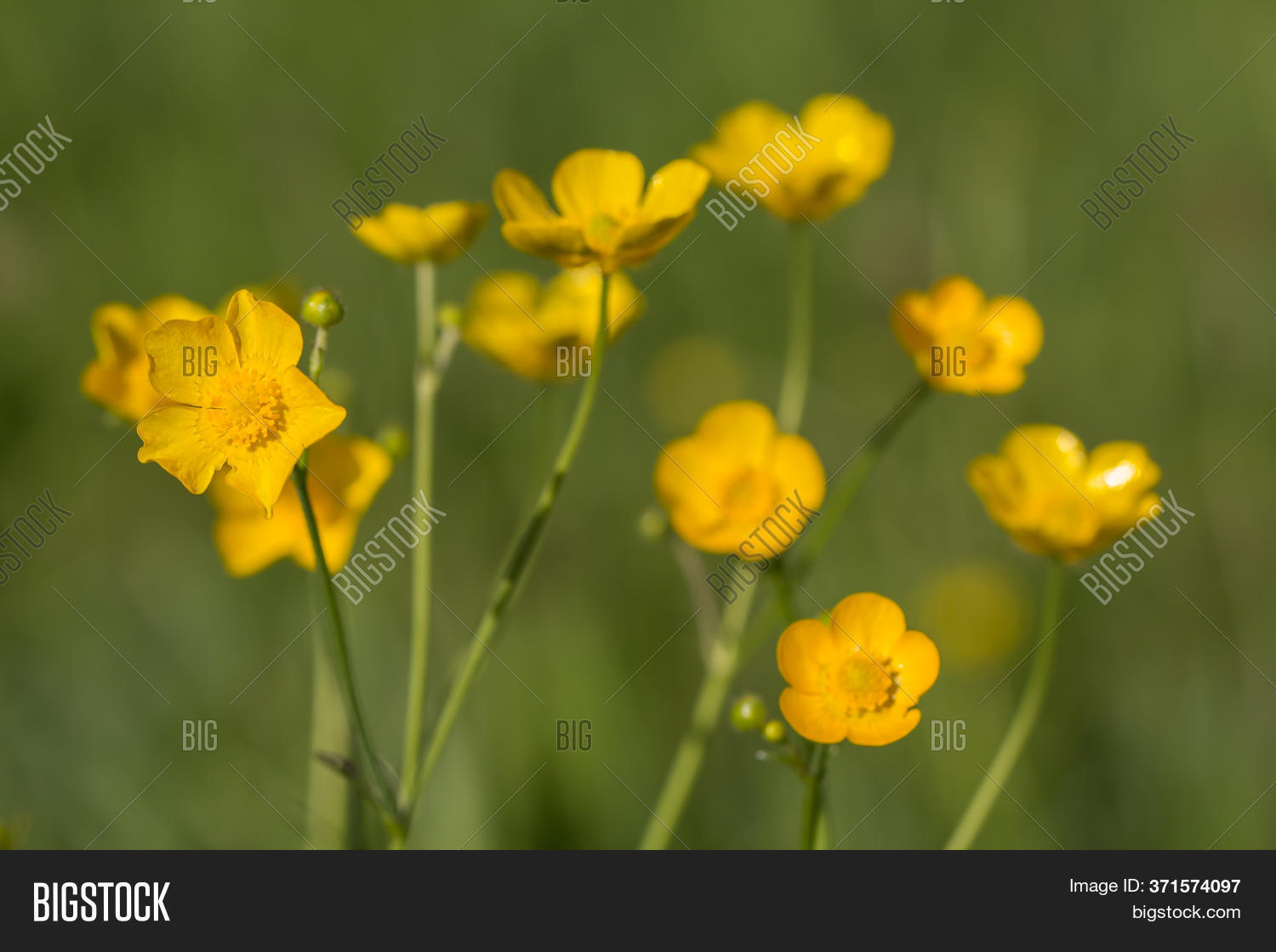 Buttercups Flower Image & Photo (Free Trial) | Bigstock