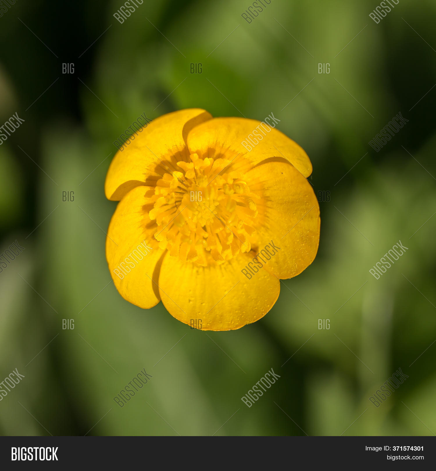 Buttercups Flower Image & Photo (Free Trial) | Bigstock