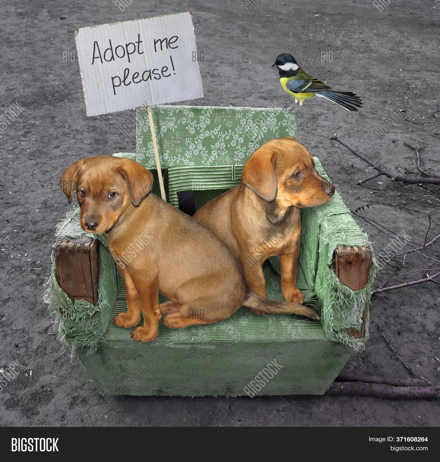 Two Homeless Puppies Image & Photo (Free Trial) | Bigstock