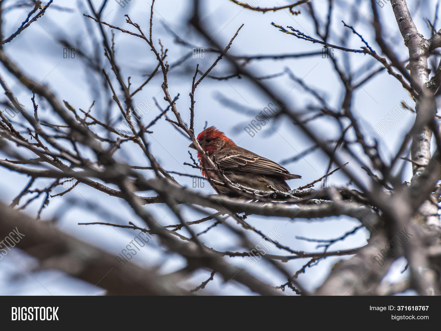 House Finch Tree Image & Photo (Free Trial) | Bigstock