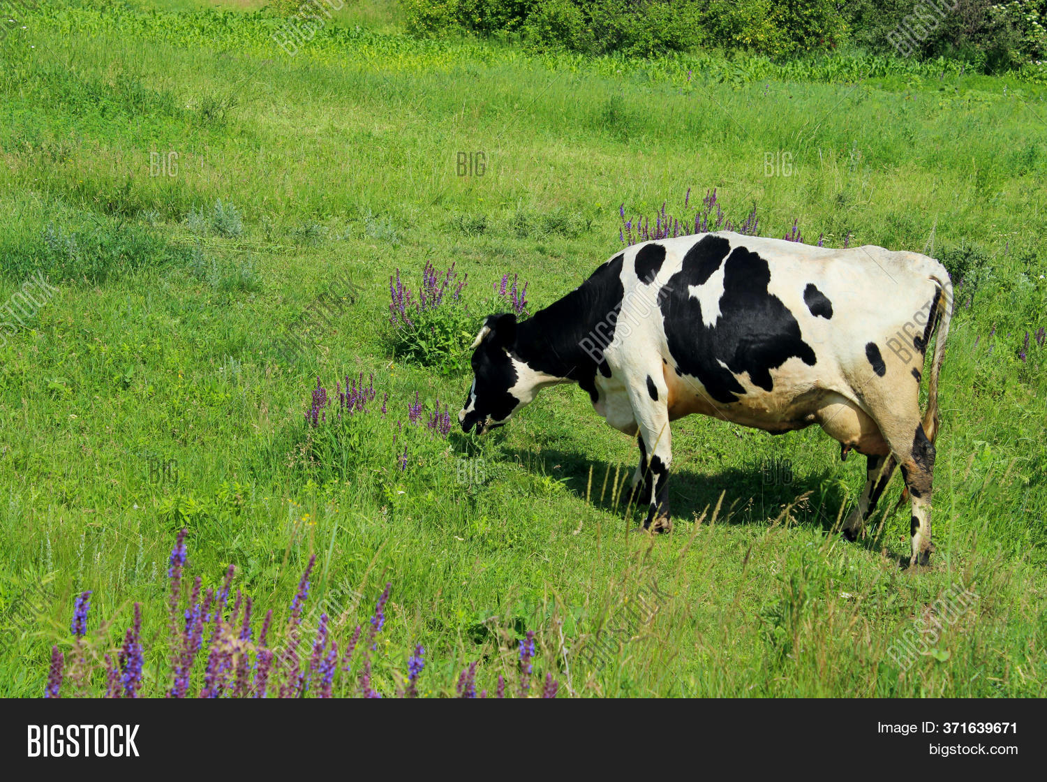 Cow Standing Farm Image & Photo (Free Trial) | Bigstock