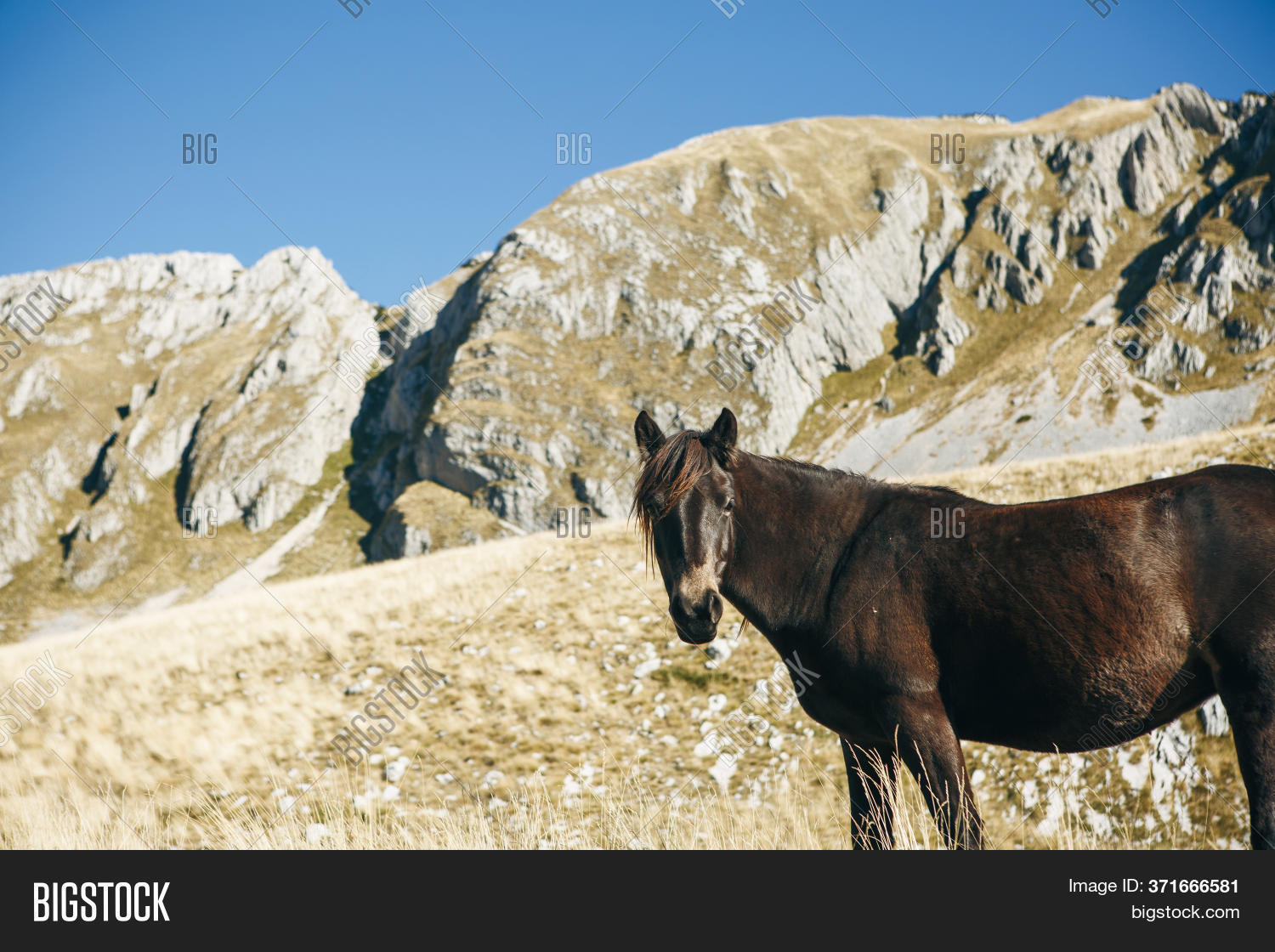 Portrait Stallion Image & Photo (Free Trial) | Bigstock