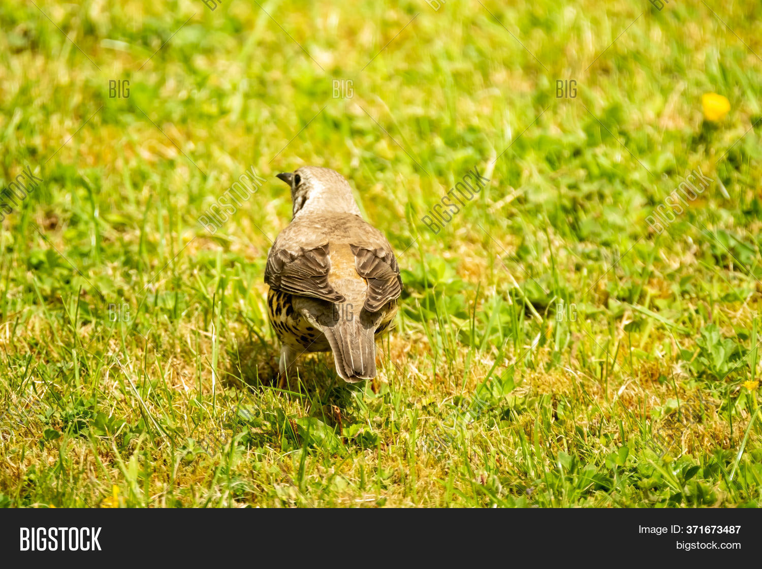 Kestrel Catching Worms Image & Photo (Free Trial) | Bigstock
