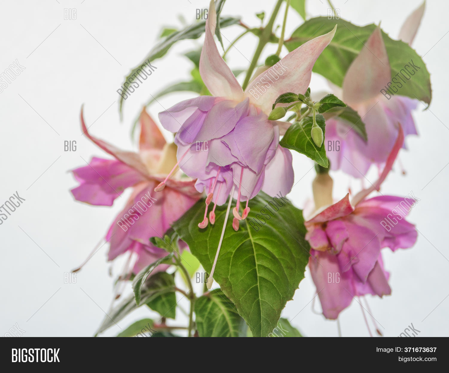 Blooming Fuchsia, Image & Photo (Free Trial) | Bigstock