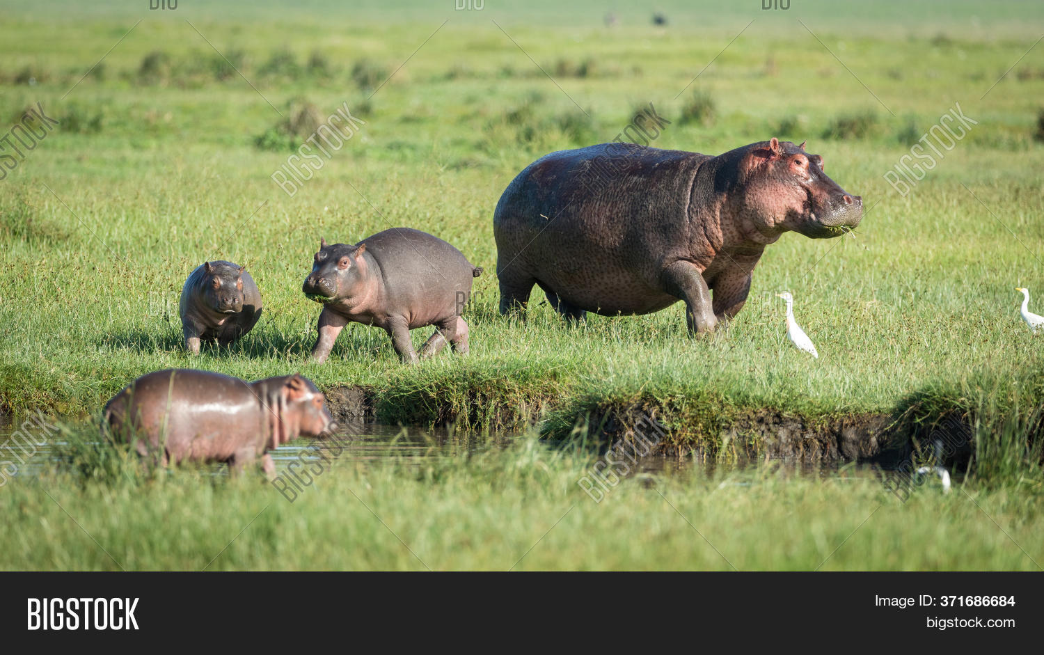 Pod Hippos Three Baby Image & Photo (Free Trial) | Bigstock