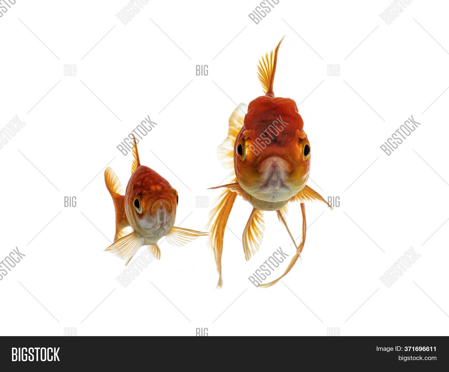 Orange Cold Water Fish Image & Photo (Free Trial) | Bigstock