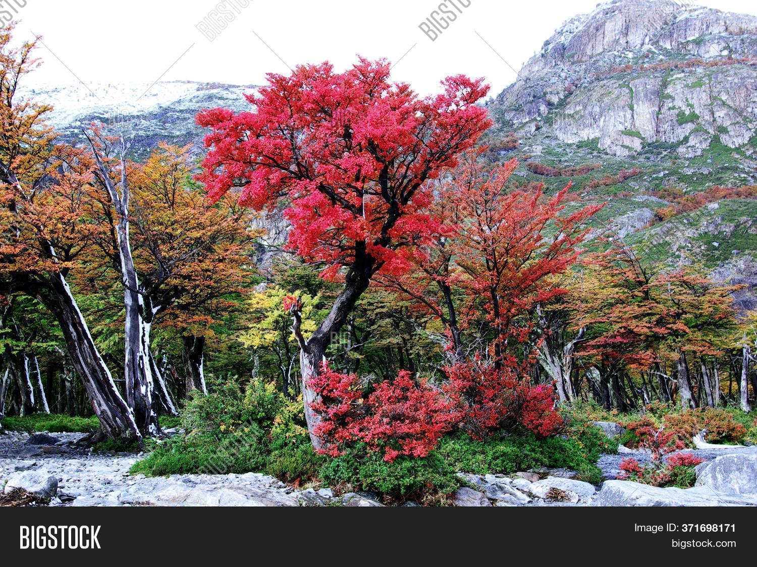 Incredible Red Tree Image & Photo (Free Trial) | Bigstock
