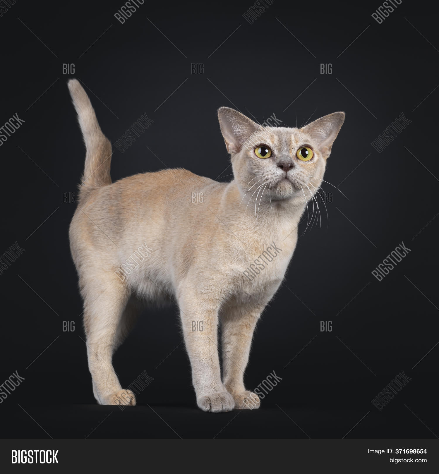 Cute Young Burmese Cat Image & Photo (Free Trial) | Bigstock