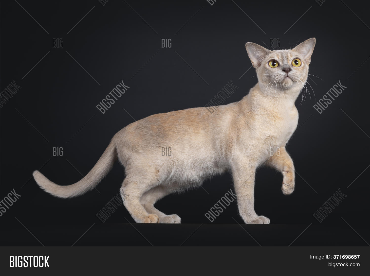 Cute Young Burmese Cat Image & Photo (Free Trial) | Bigstock