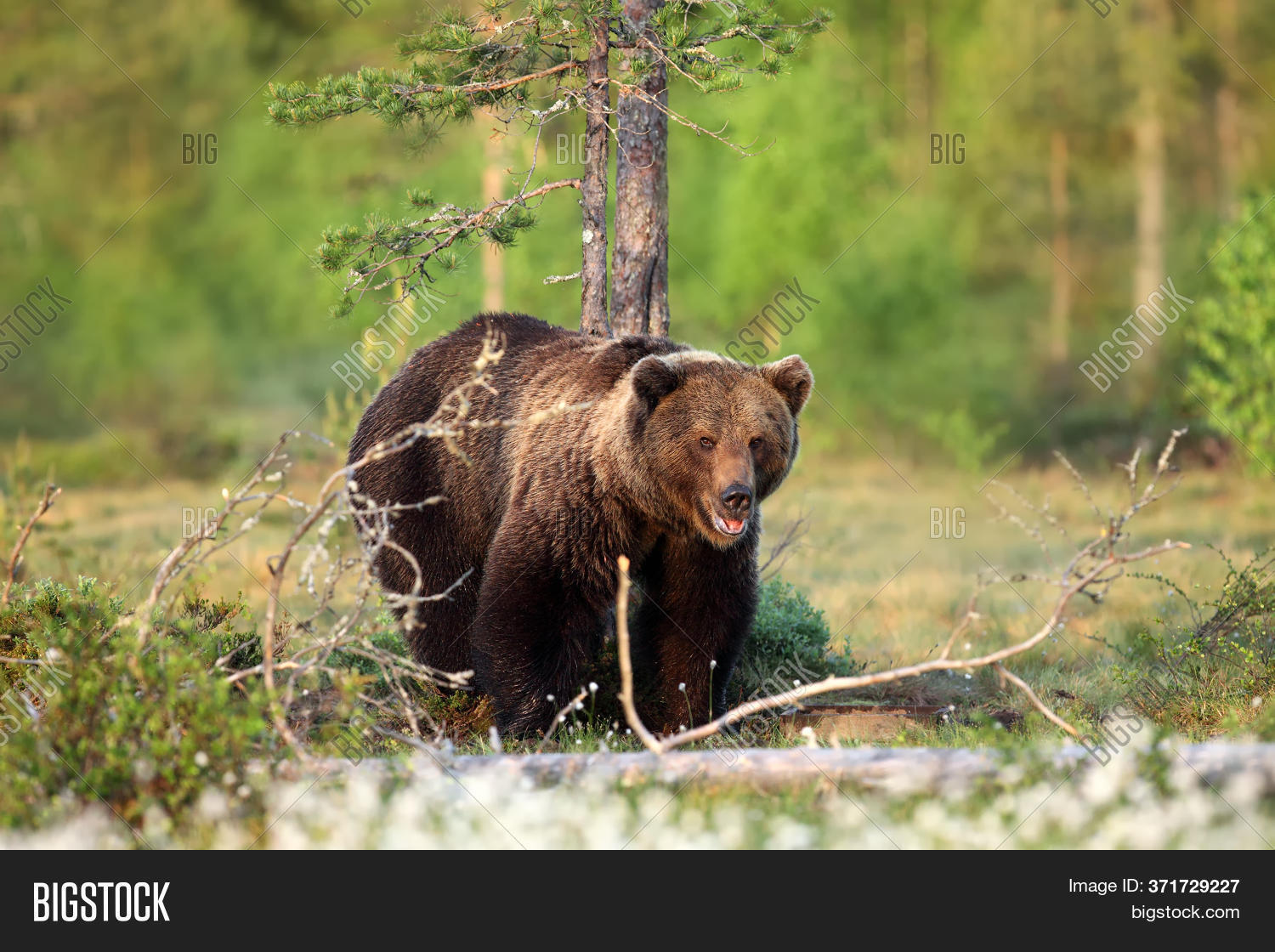 European Brown Bear