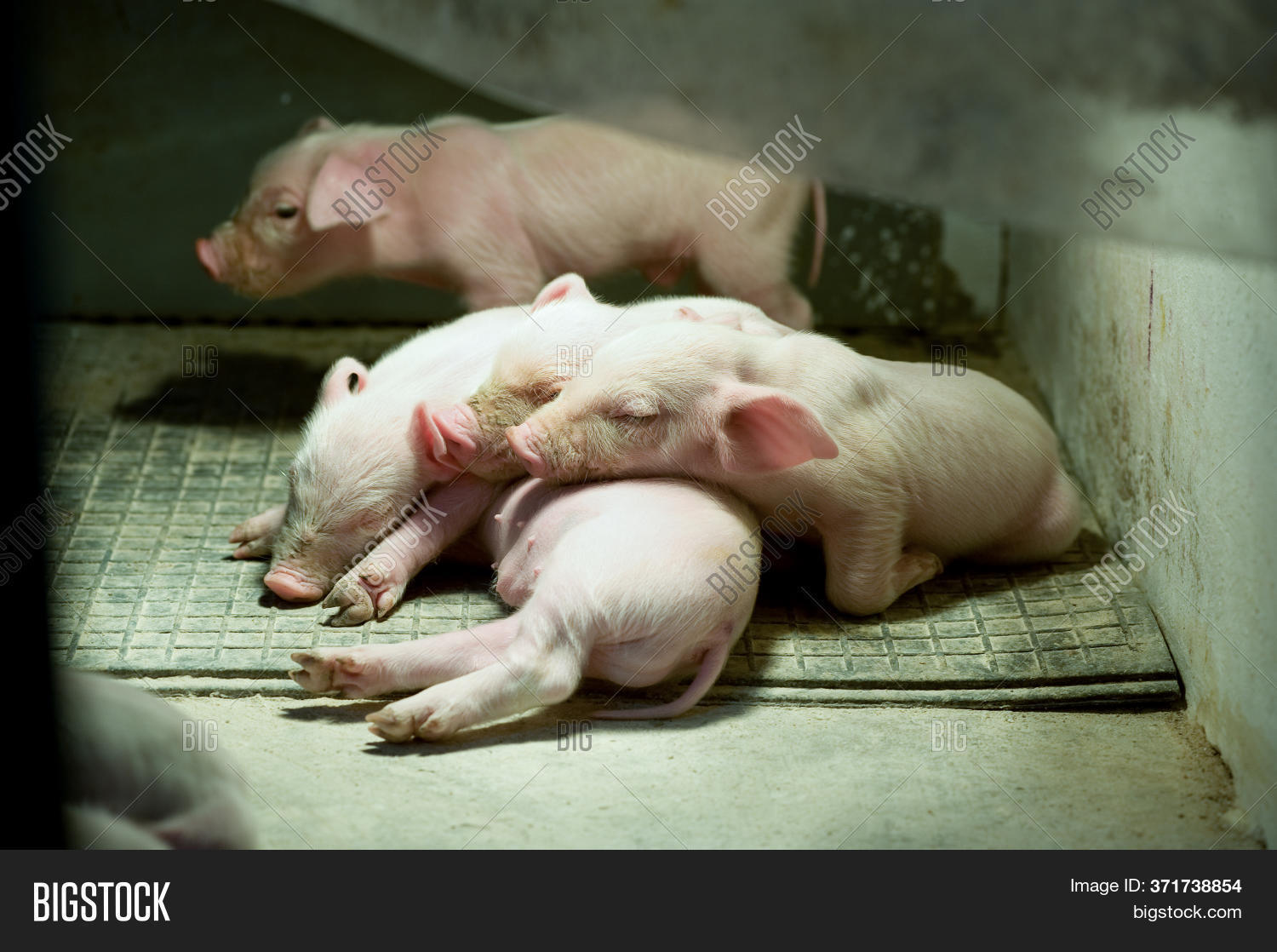 Pig Farming Raising Image & Photo (Free Trial) | Bigstock
