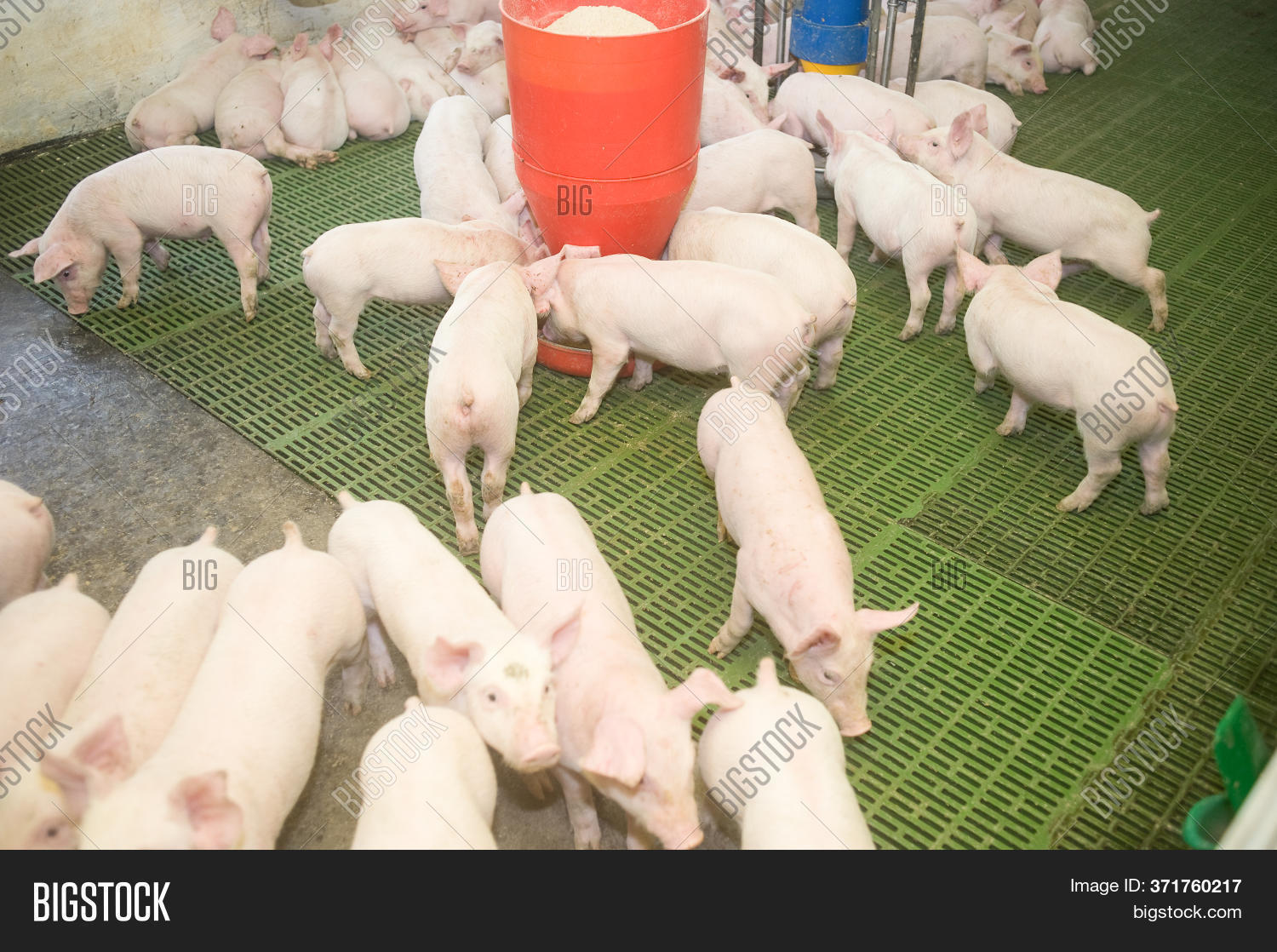 Pig Factory Farming Image & Photo (Free Trial) | Bigstock