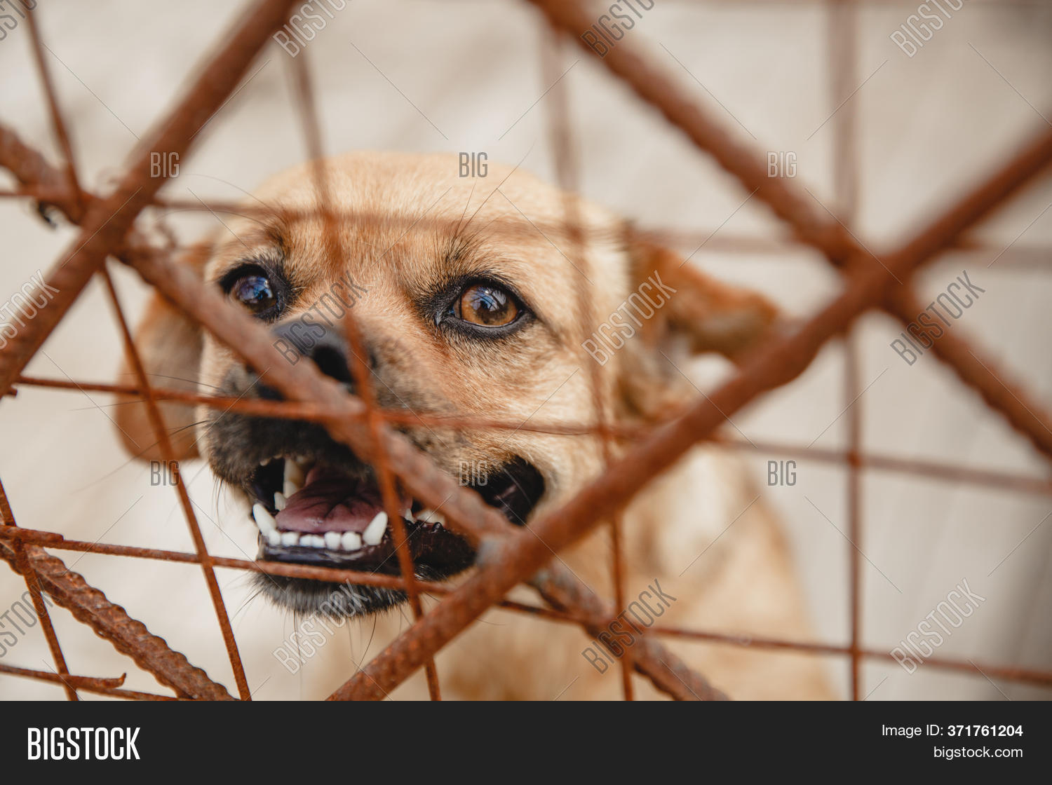 Dog Unknown Breed Image & Photo (Free Trial) | Bigstock