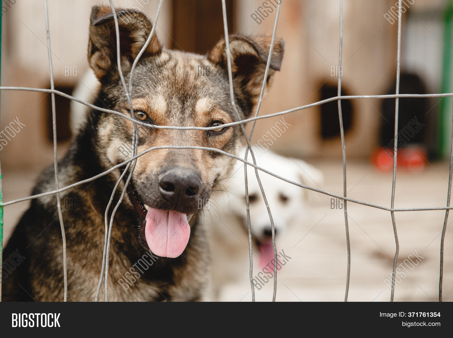 Dog Unknown Breed Image & Photo (Free Trial) | Bigstock