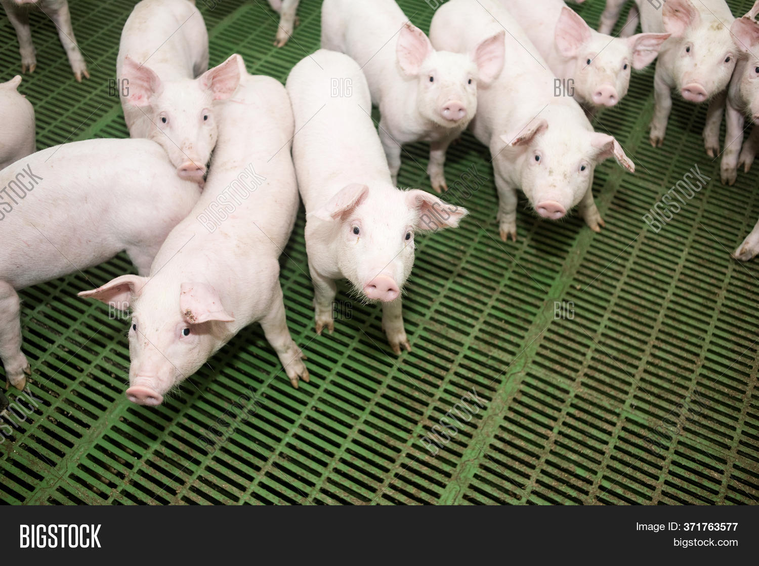 Pig Factory Farming Image & Photo (Free Trial) | Bigstock