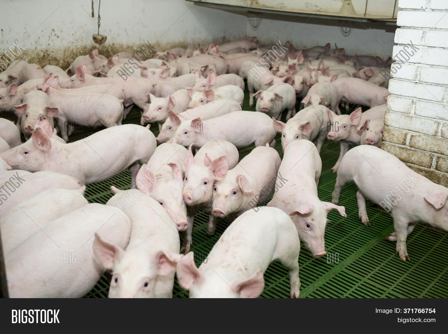 Pig Factory Farming Image & Photo (Free Trial) | Bigstock