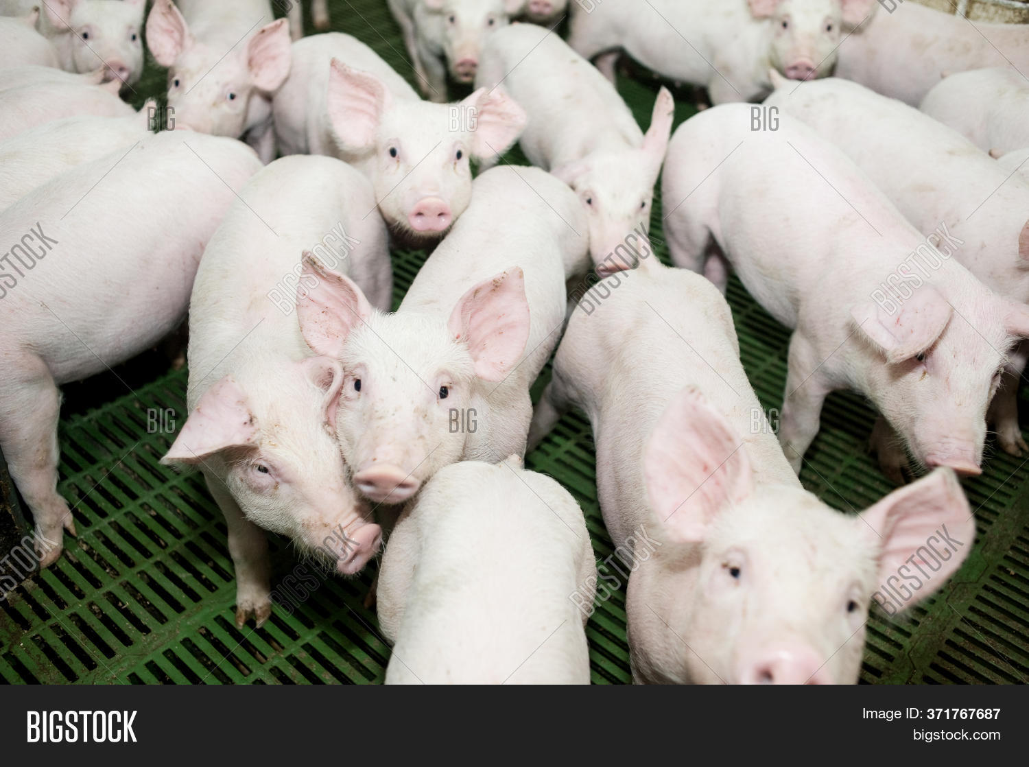Pig Factory Farming Image & Photo (Free Trial) | Bigstock