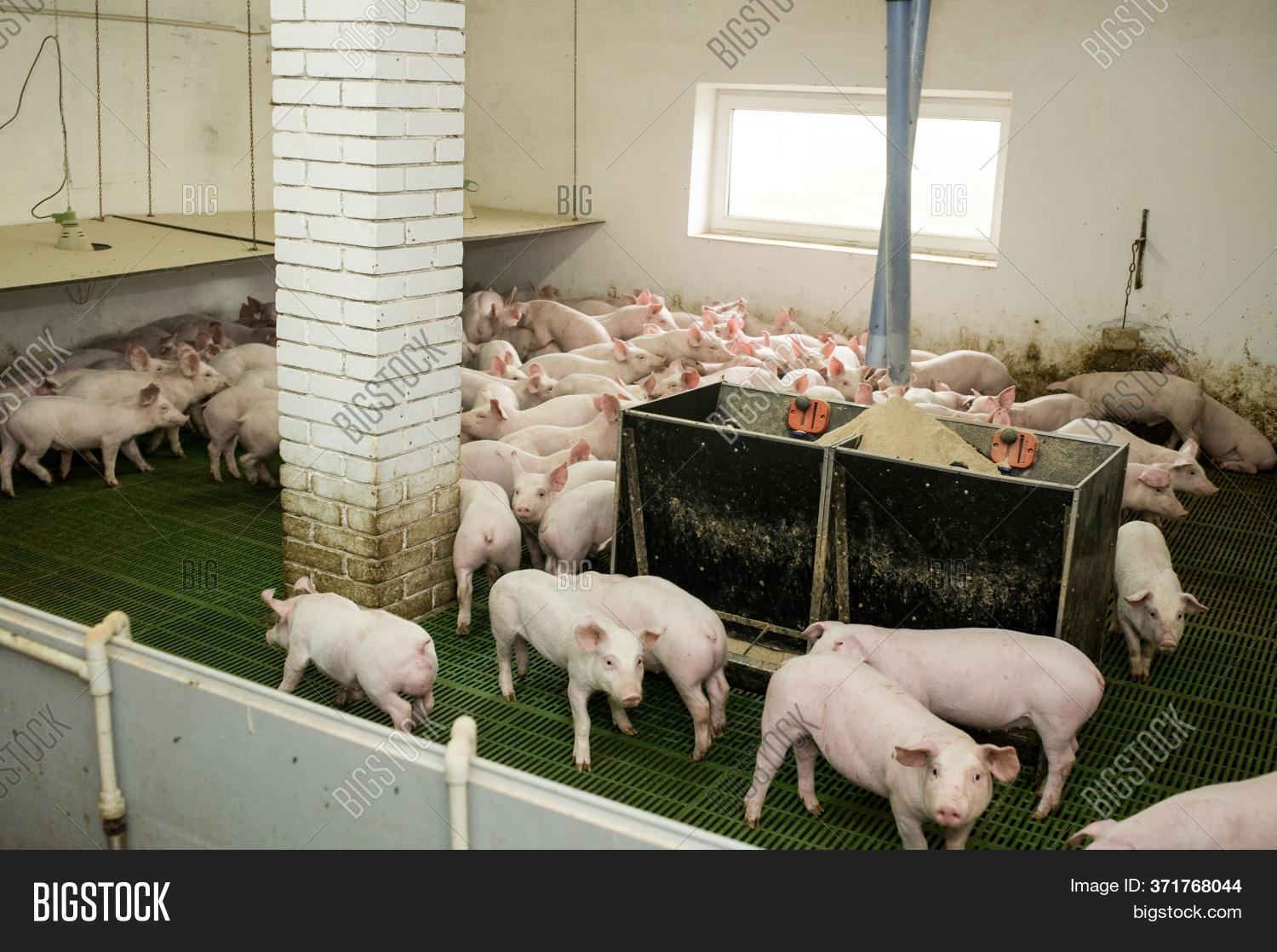 Pig Factory Farming Image & Photo (Free Trial) | Bigstock