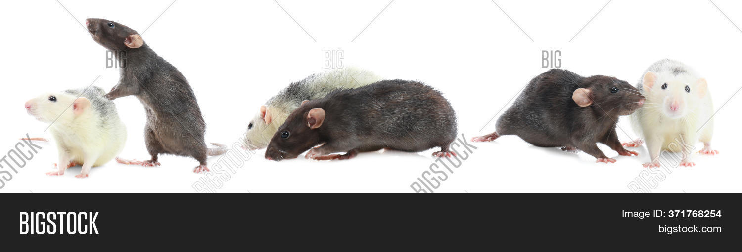 Set Cute Little Rats Image & Photo (Free Trial) | Bigstock