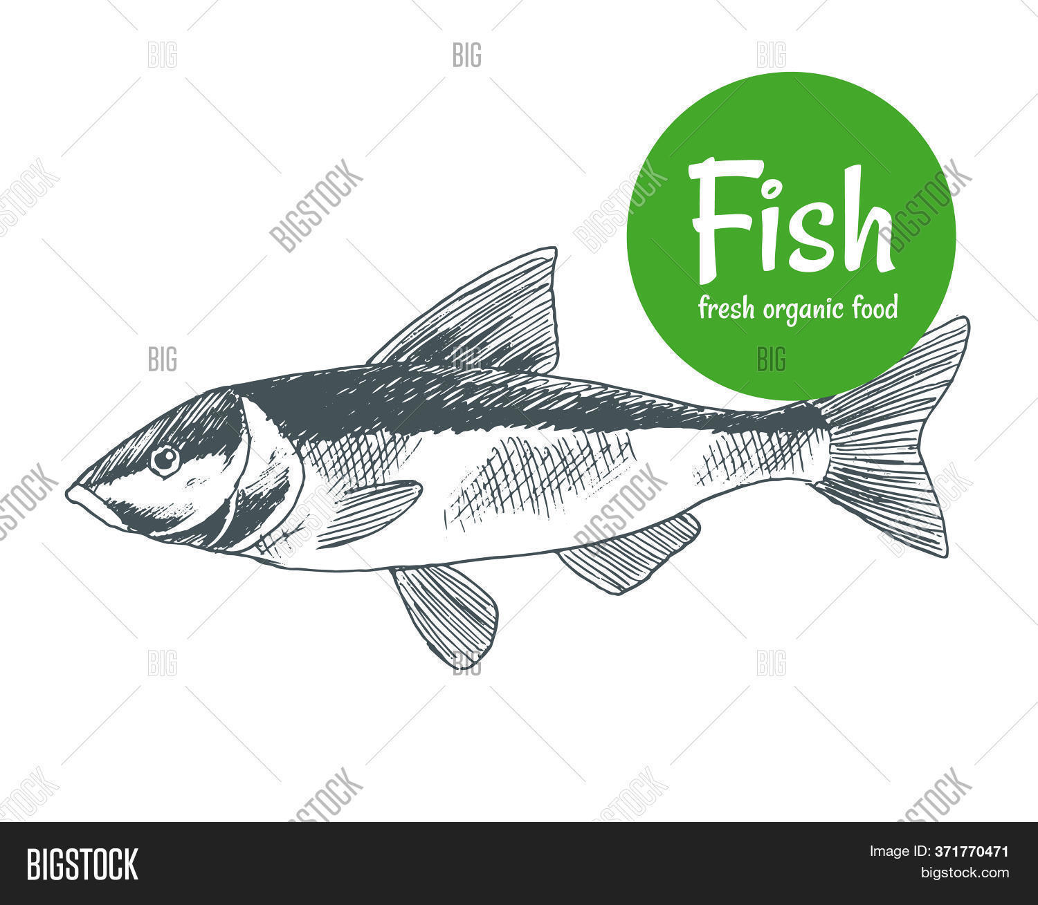 Hand Drawn Fish. Fish Image & Photo (Free Trial) | Bigstock