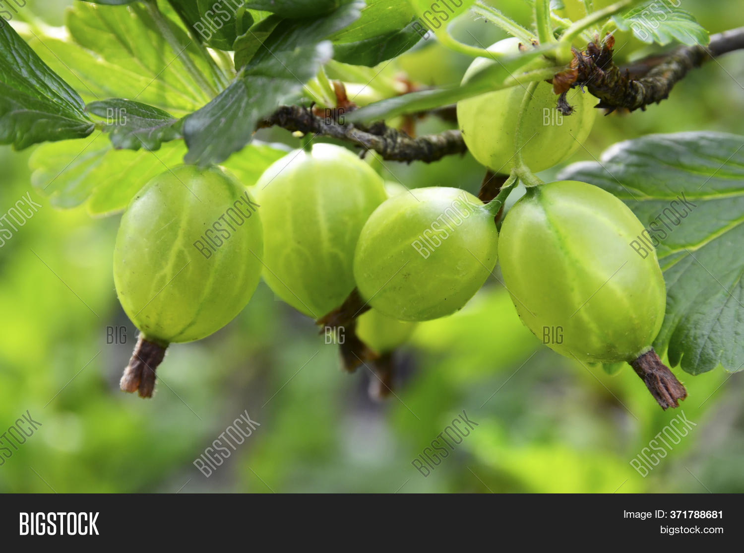 Fresh Organic Green Image & Photo (Free Trial) | Bigstock