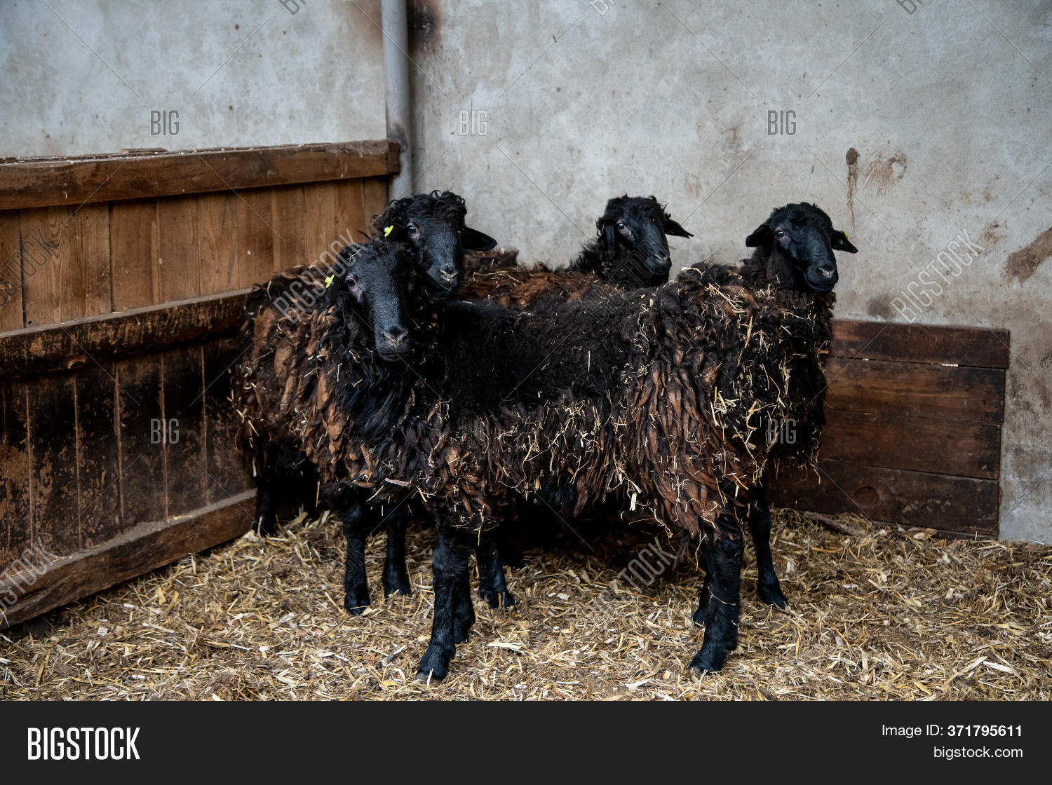 Goats Sheep Stalls. Image & Photo (Free Trial) | Bigstock
