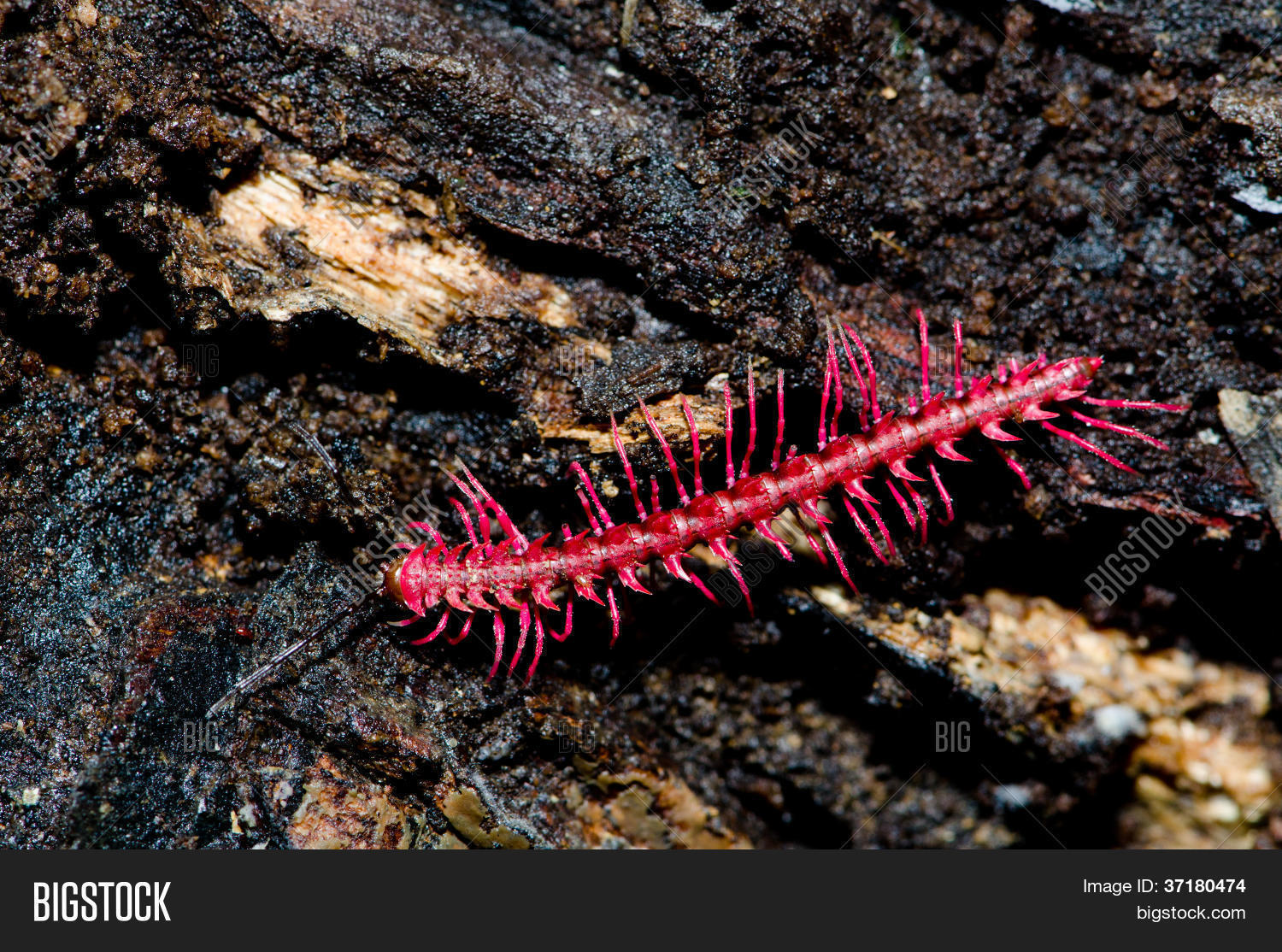 Centipede Tropical Image & Photo (Free Trial) | Bigstock