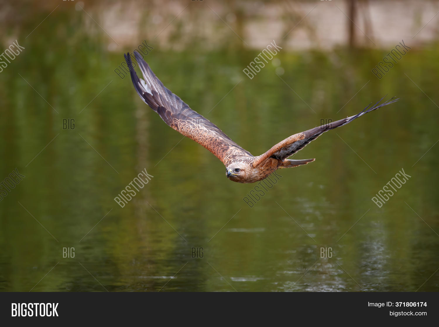 Long Legged Buzzard ( Image & Photo (Free Trial) | Bigstock