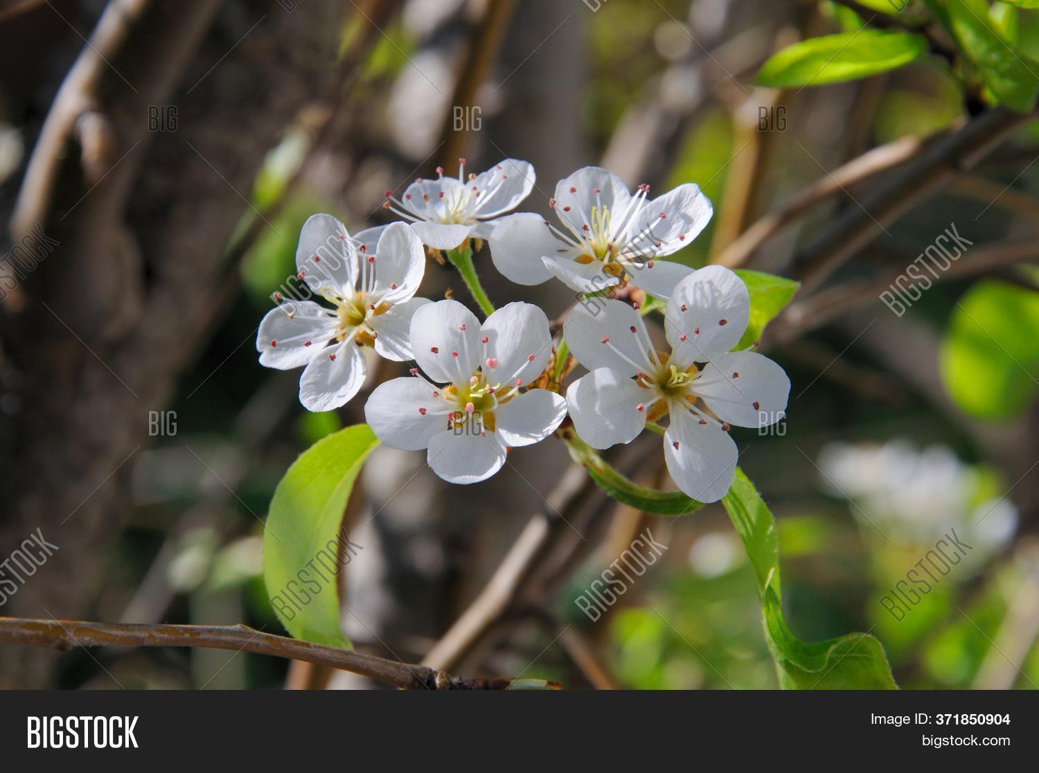 Conference Pear Tree Image & Photo (Free Trial) | Bigstock