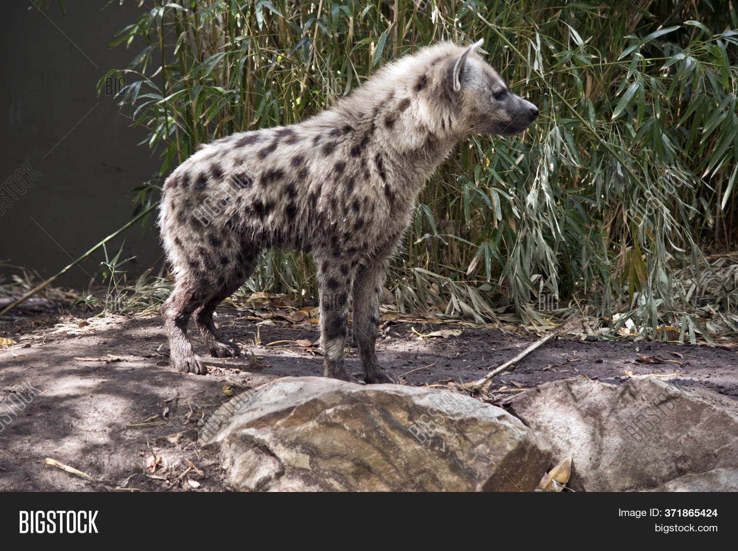 This Side View Hyena Image & Photo (Free Trial) | Bigstock