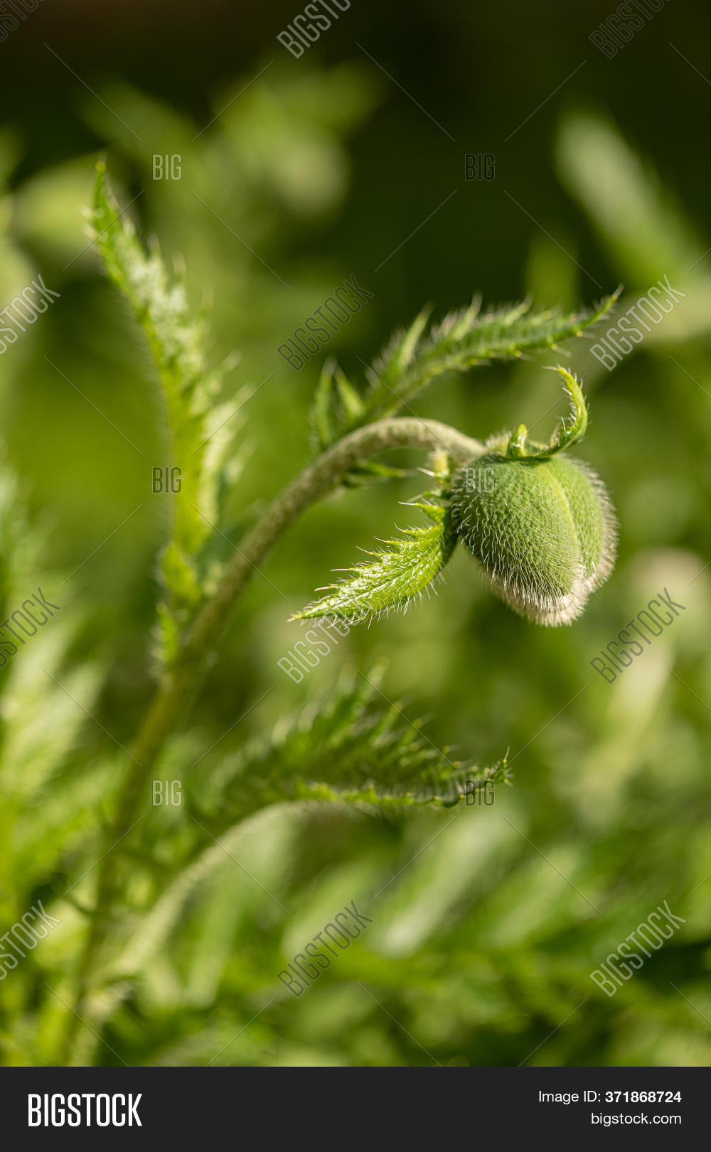 Green Poppy On Green Image & Photo (Free Trial) | Bigstock