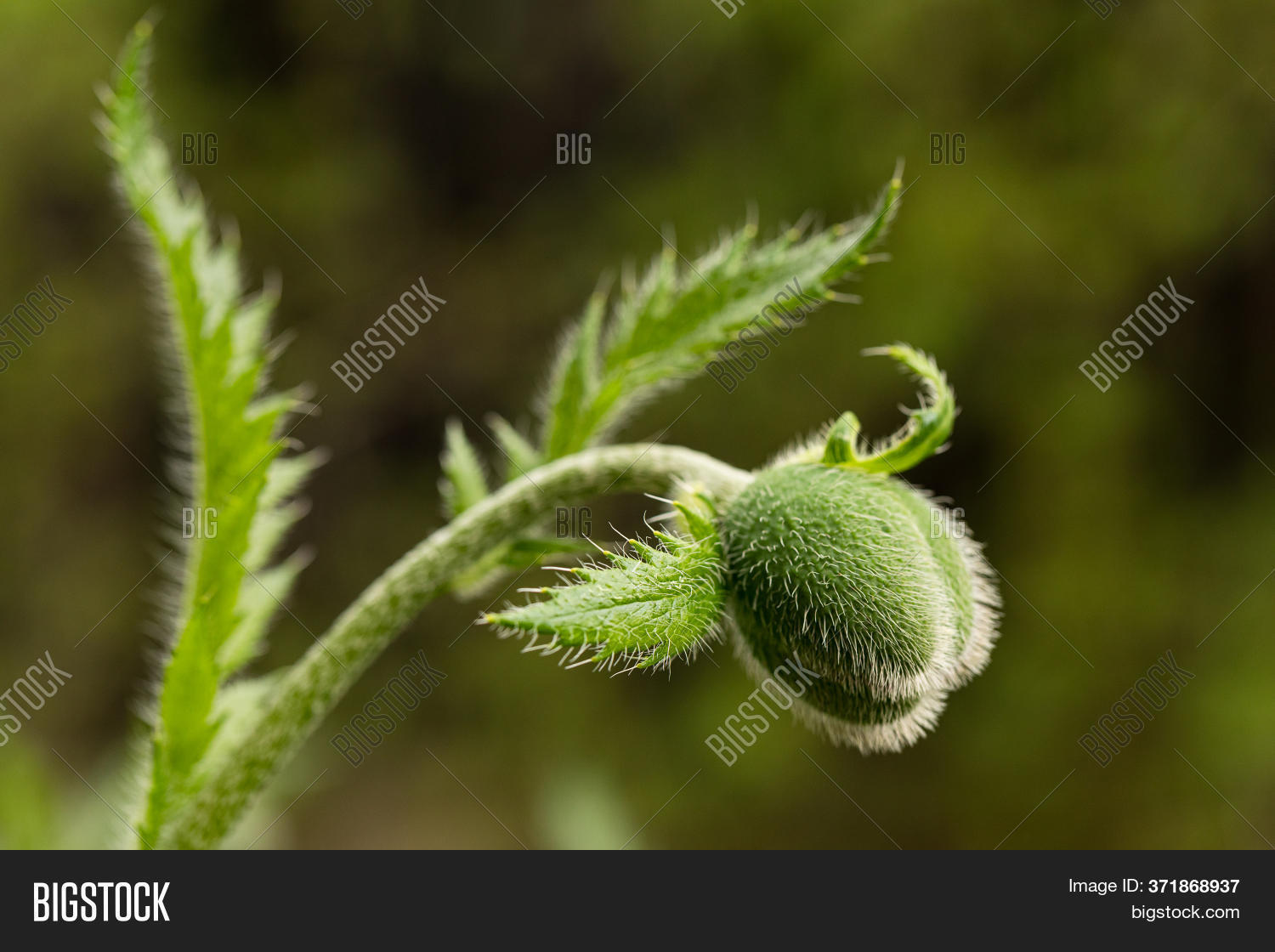 Green Poppy On Green Image & Photo (Free Trial) | Bigstock