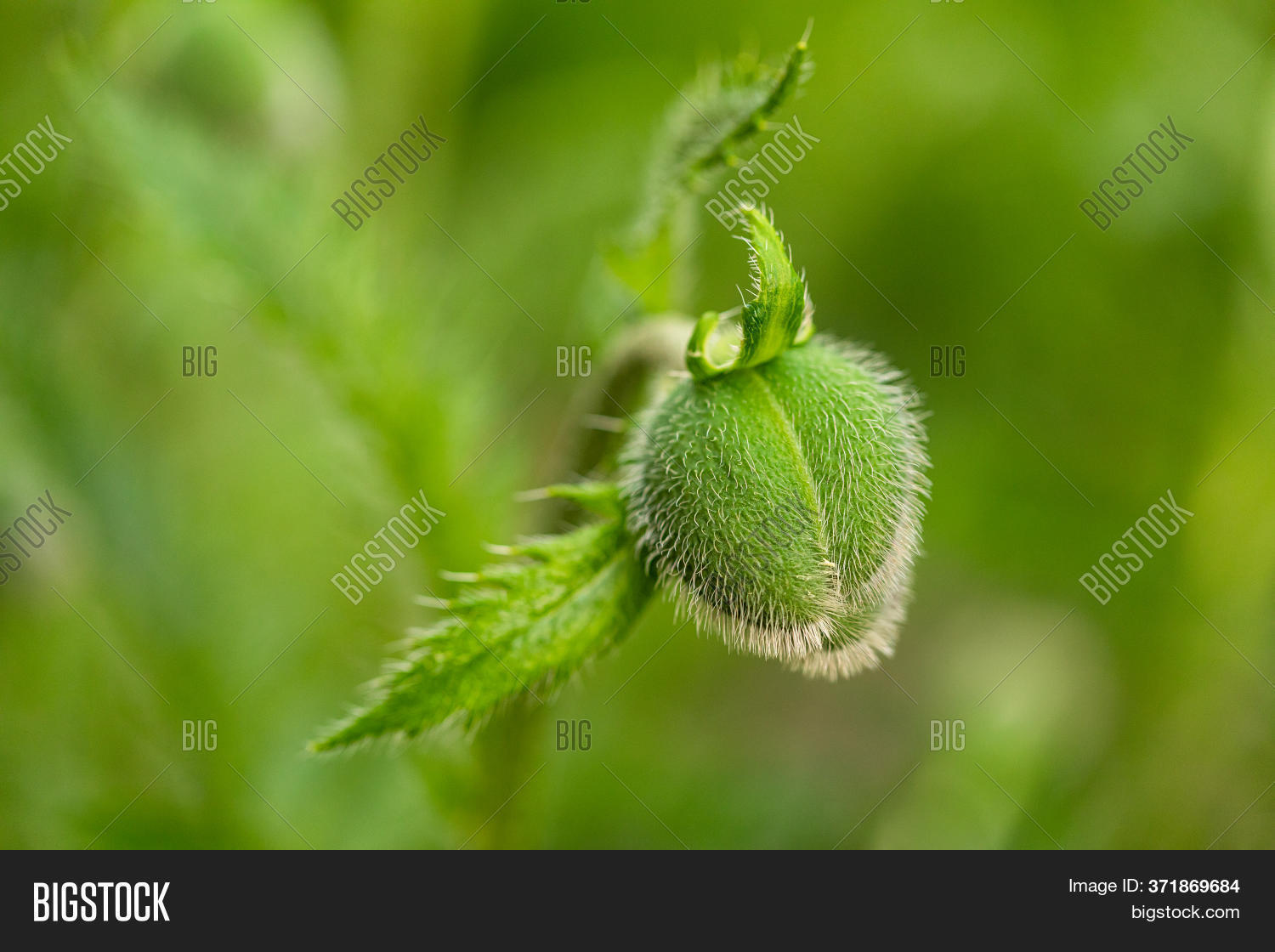 Green Poppy On Green Image & Photo (Free Trial) | Bigstock