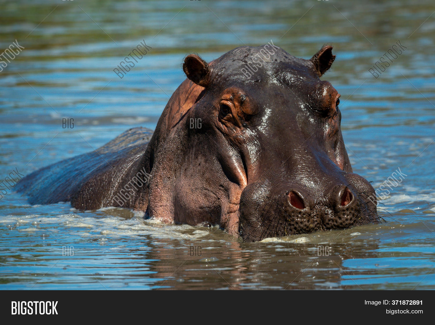 Hippo Stands Hippo Image & Photo (Free Trial) | Bigstock