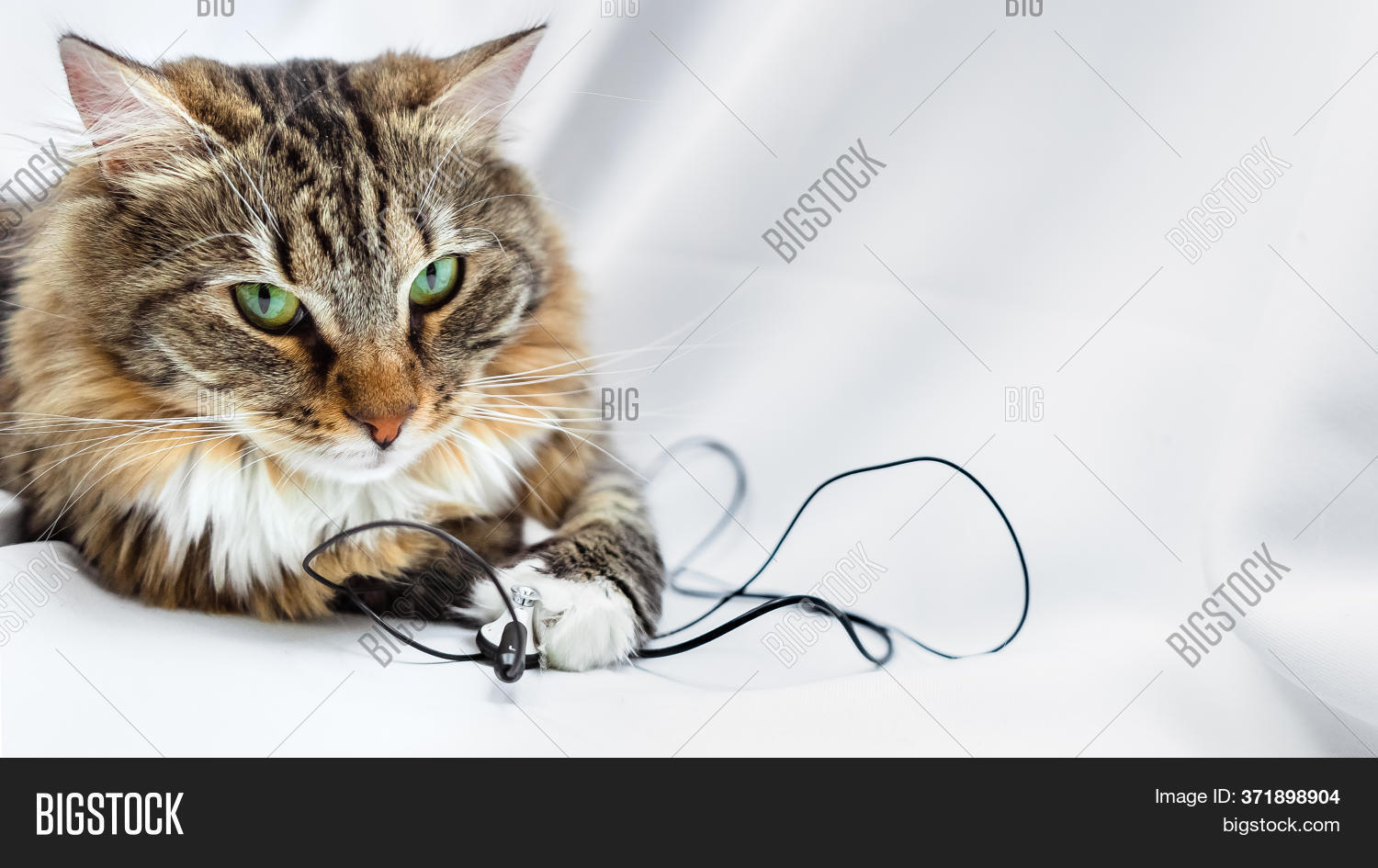 Cat Wrapped Wires Image & Photo (Free Trial) | Bigstock
