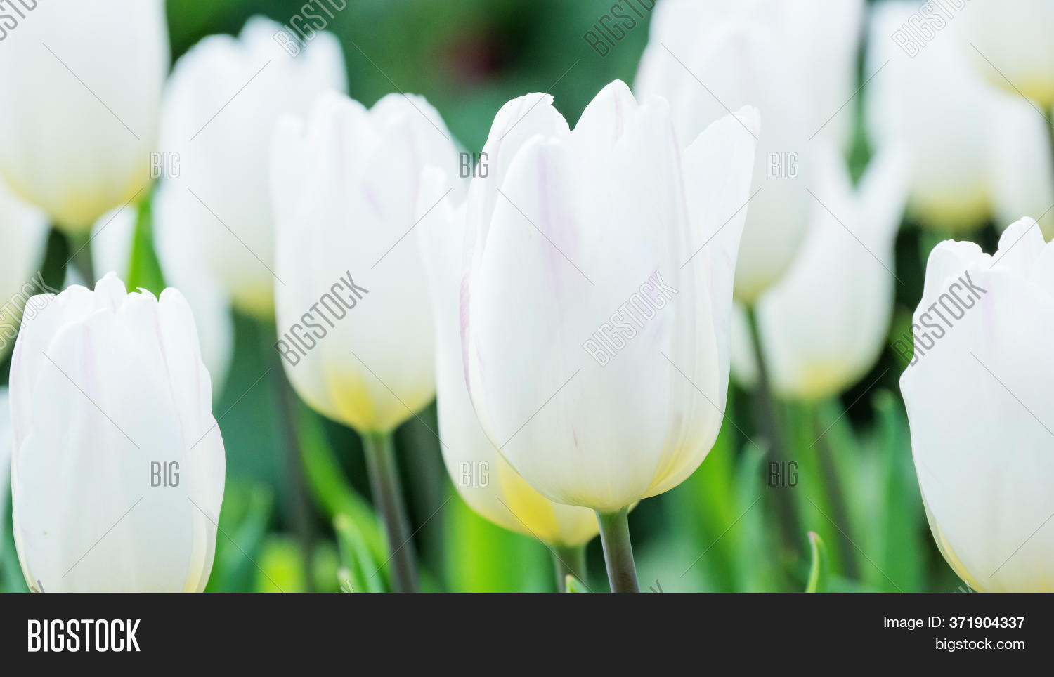White Tulip Flower Image & Photo (Free Trial) | Bigstock