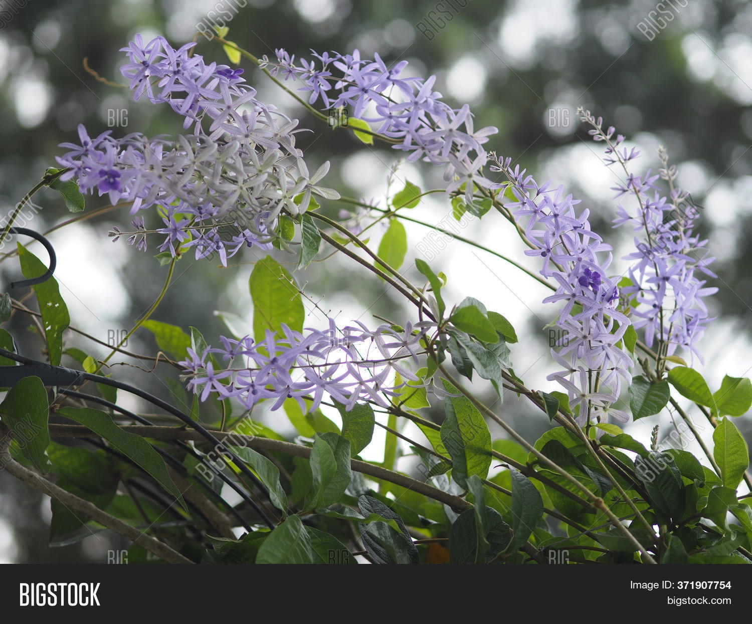 Purple Flower Petrea Image & Photo (Free Trial) | Bigstock