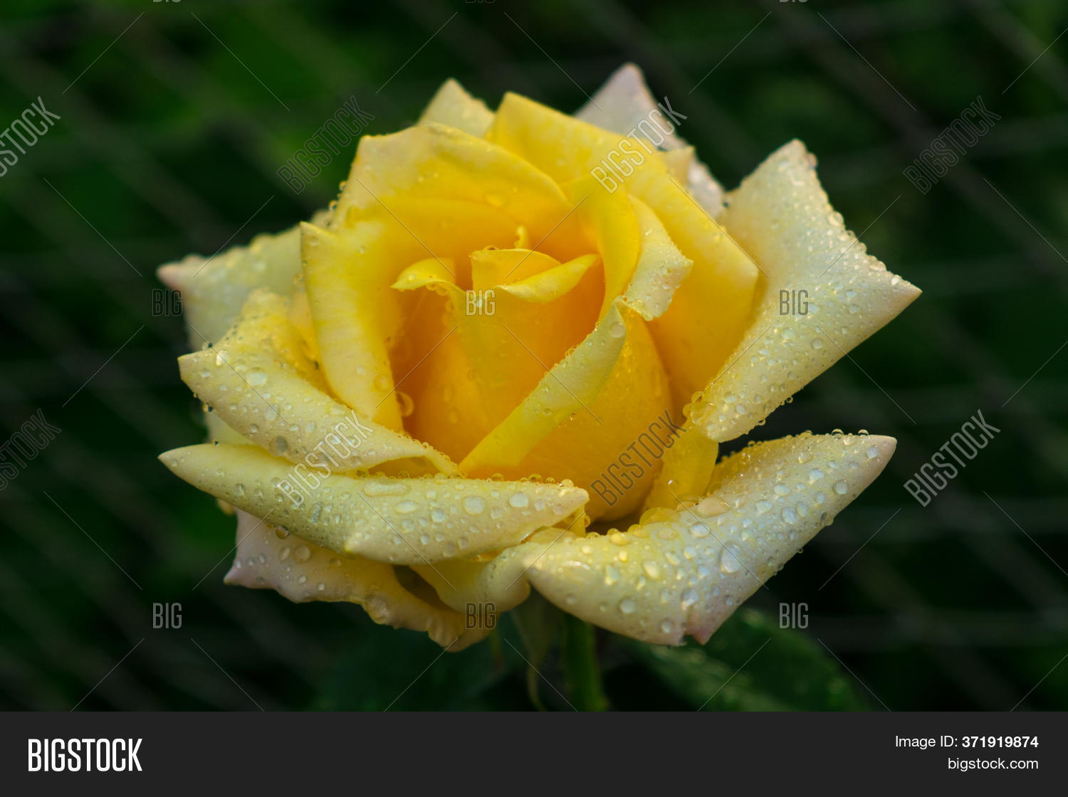 Yellow Rose Dew Drops Image & Photo (Free Trial) | Bigstock